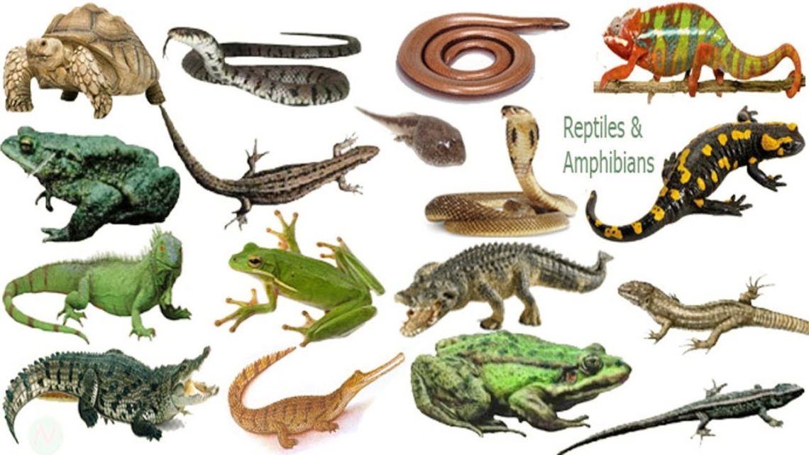 Reptiles Amphibians Name Meaning Picture Necessary Reptiles Amphibians Name Meaning Picture Necessary