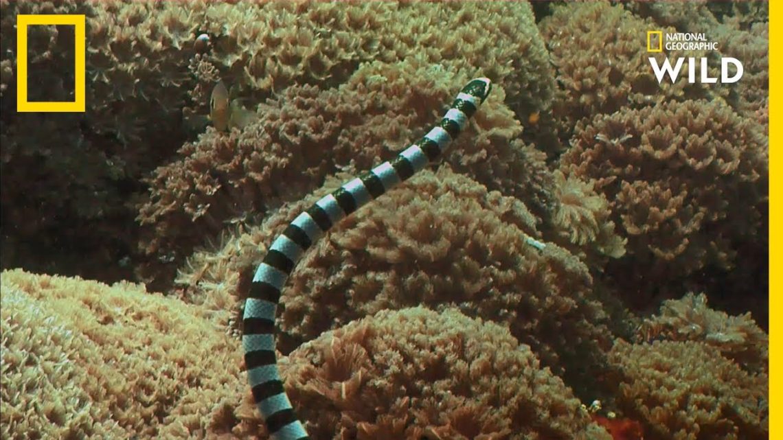 Le cobra de mer, l’un des reptiles les plus redoutables au monde ...