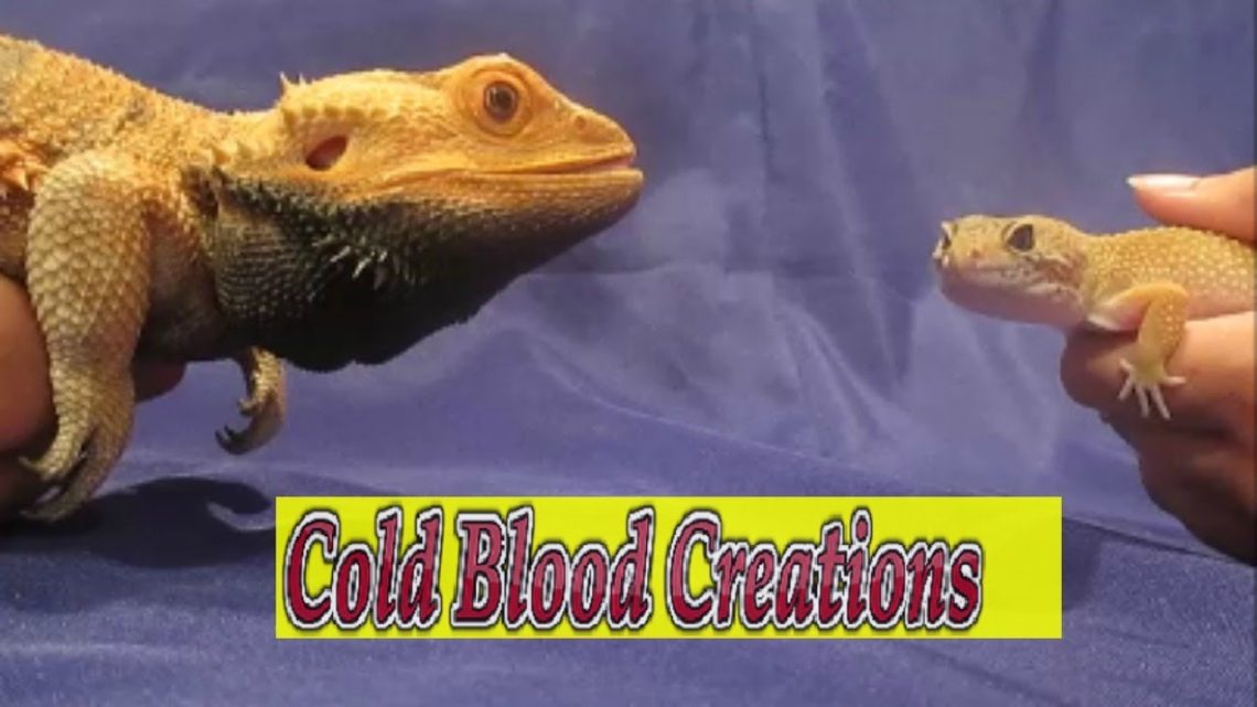 Bearded Dragons VS Leopard Geckos // Reptiles as Pets – Reptile Keeper