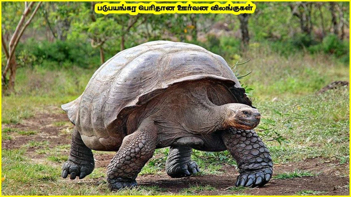 பயங்கர பெரிதான ஊர்வன உயிரிகள் |5 largest reptiles in the world part-1 ...