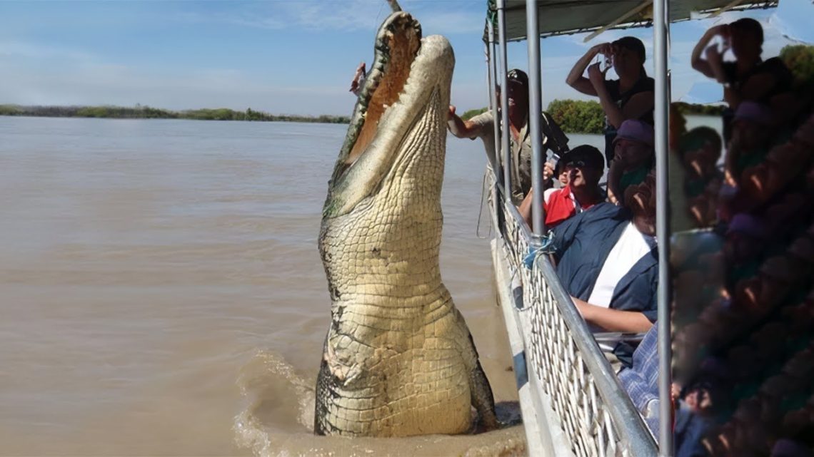 8 Largest Reptiles In The World Reptile Keeper 8 Largest Reptiles In The World Reptile Keeper
