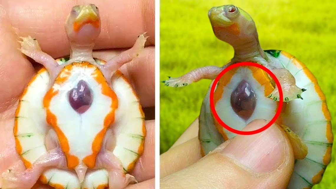 15 Rarest Reptiles In The World – Reptile Keeper