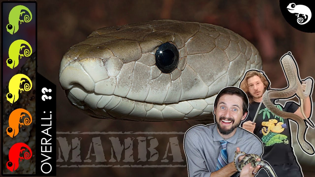 Black Mamba The Best Pet Snake Reptile Keeper